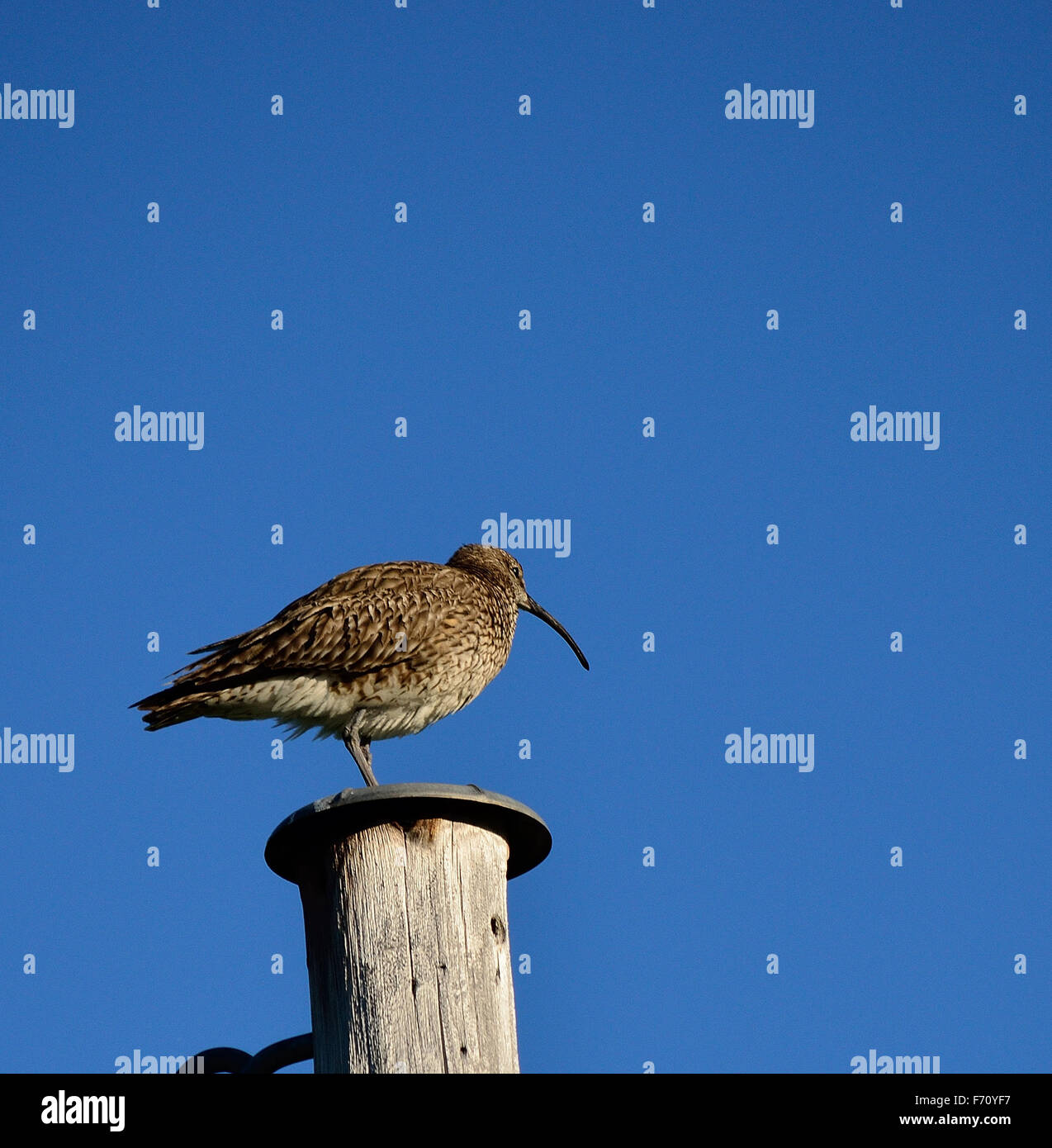 eurasian curlew bird sitting on a pole in summer watching her young`s ...