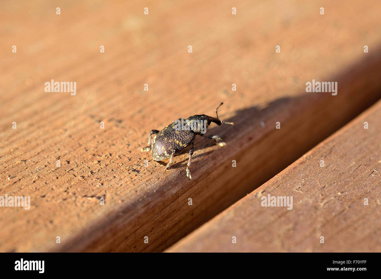 Big insect with hard armor in summer sun Stock Photo - Alamy