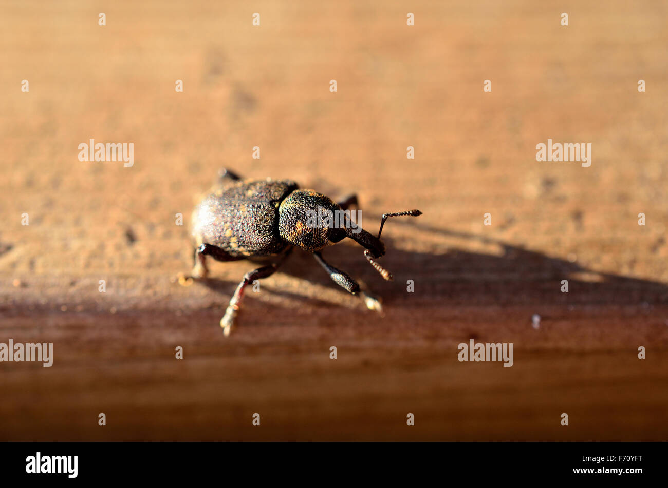 Hard shell beetle hi-res stock photography and images - Alamy