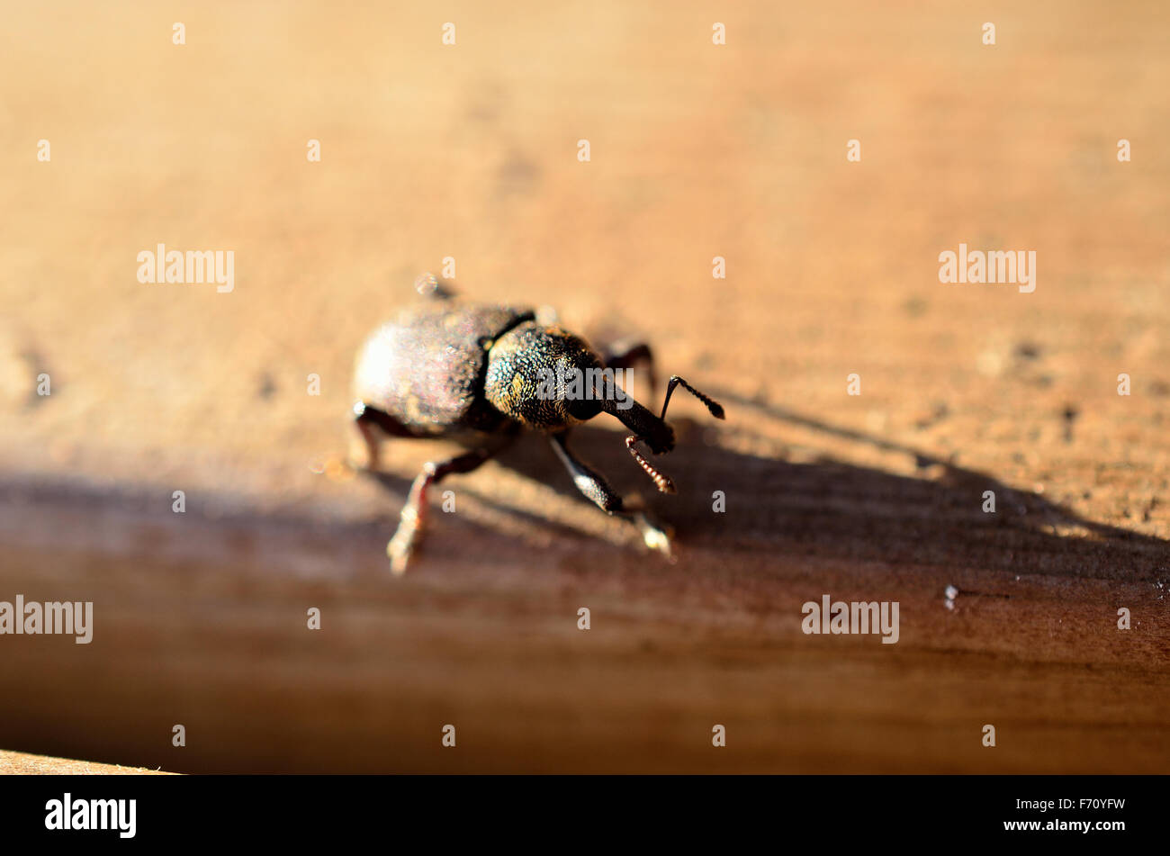 big hard insect in summer sun macro Stock Photo - Alamy