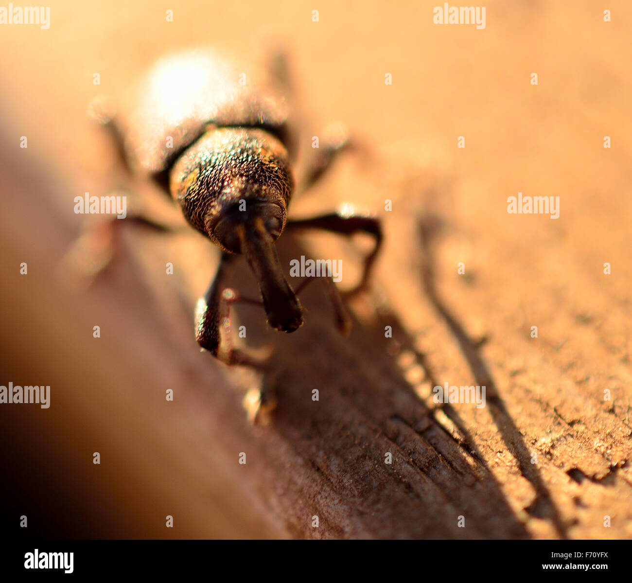 big hard insect in summer sun macro Stock Photo - Alamy