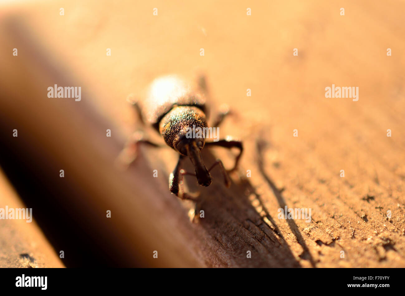 big hard insect in summer sun macro Stock Photo - Alamy