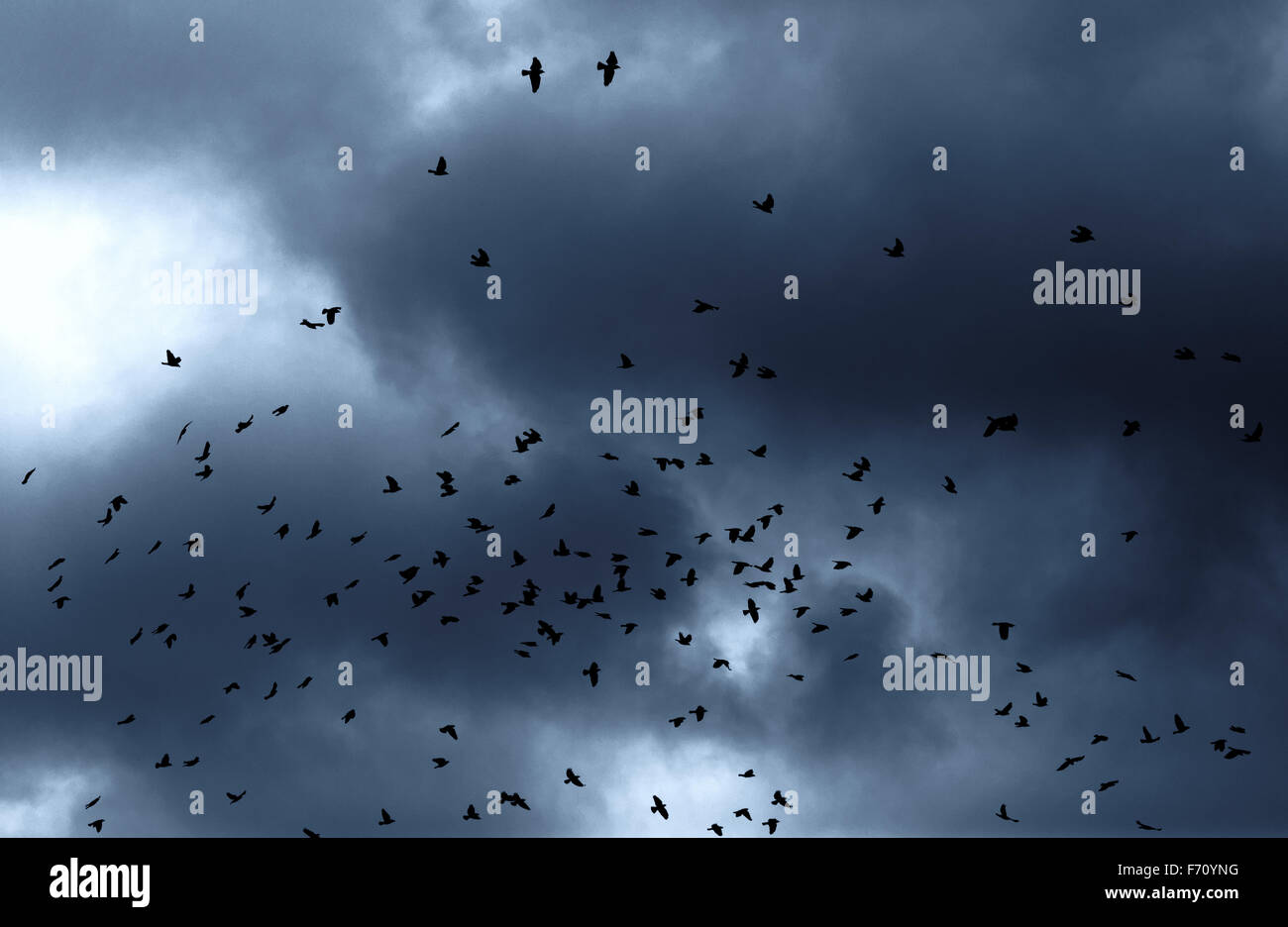 birds in flight Stock Photo - Alamy
