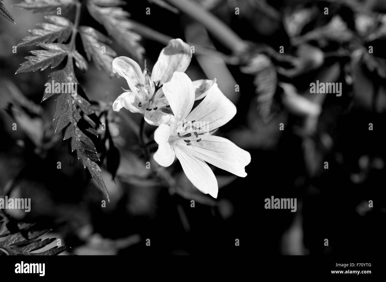 Beaut © Black and White Stock Photos & Images - Alamy