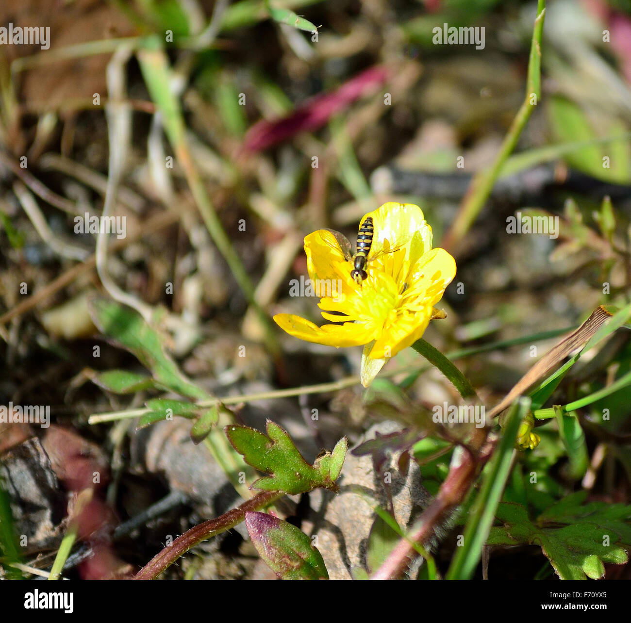 Artic insect hi-res stock photography and images - Alamy