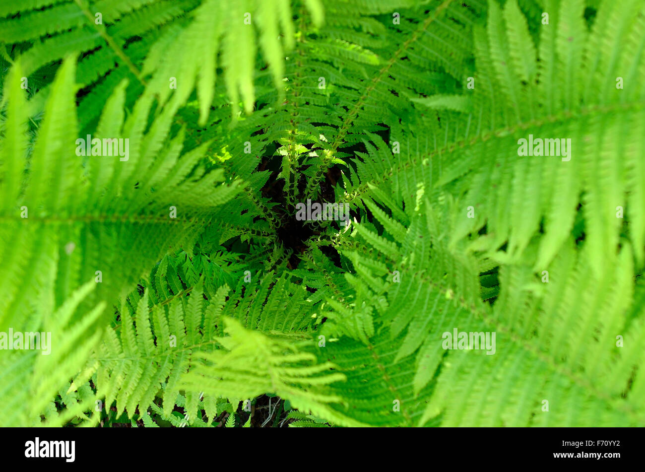 deep green fern plant spiral in summer Stock Photo - Alamy