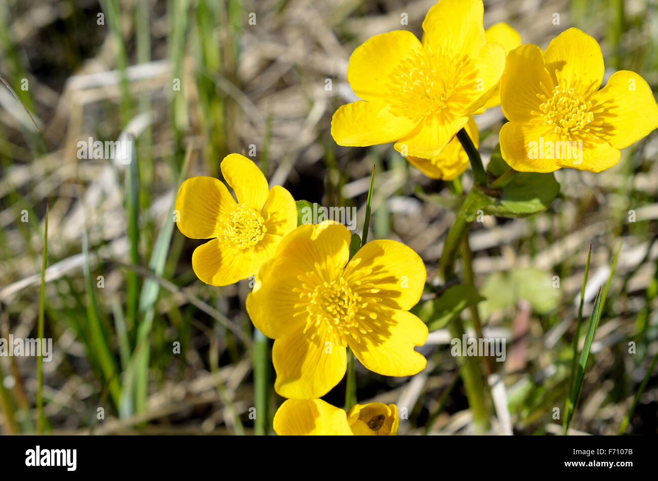 yellow wild buttercup flowers in the summer sun Stock Photo - Alamy