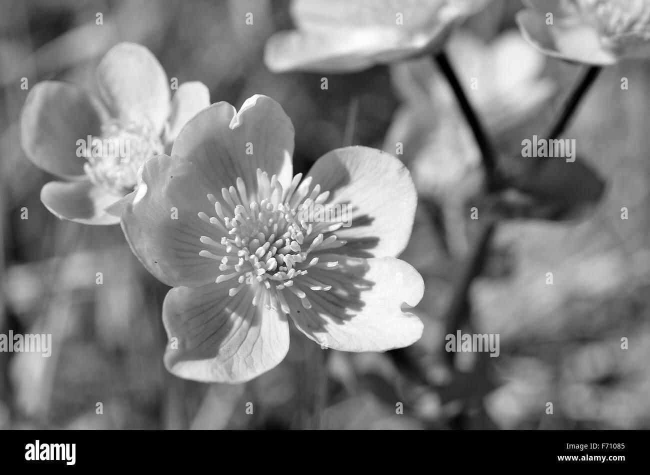 beautiful buttercup flowers in black and white Stock Photo - Alamy