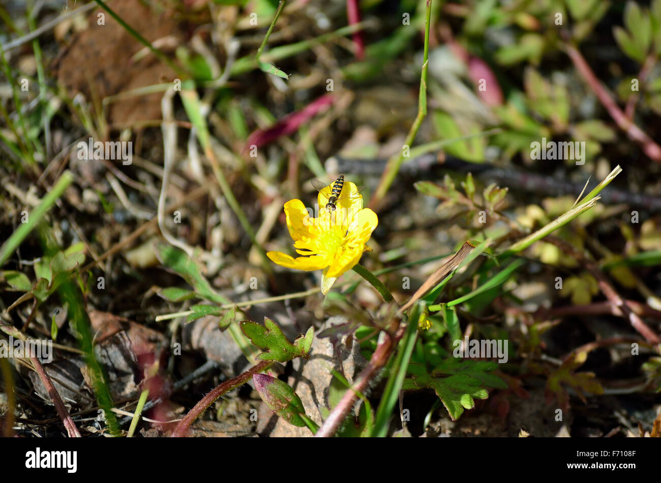 Arctic insect in the sun hi-res stock photography and images - Alamy
