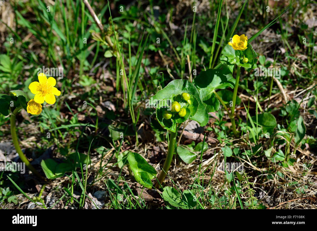 beautiful yellow buttercup flowers in summer Stock Photo - Alamy