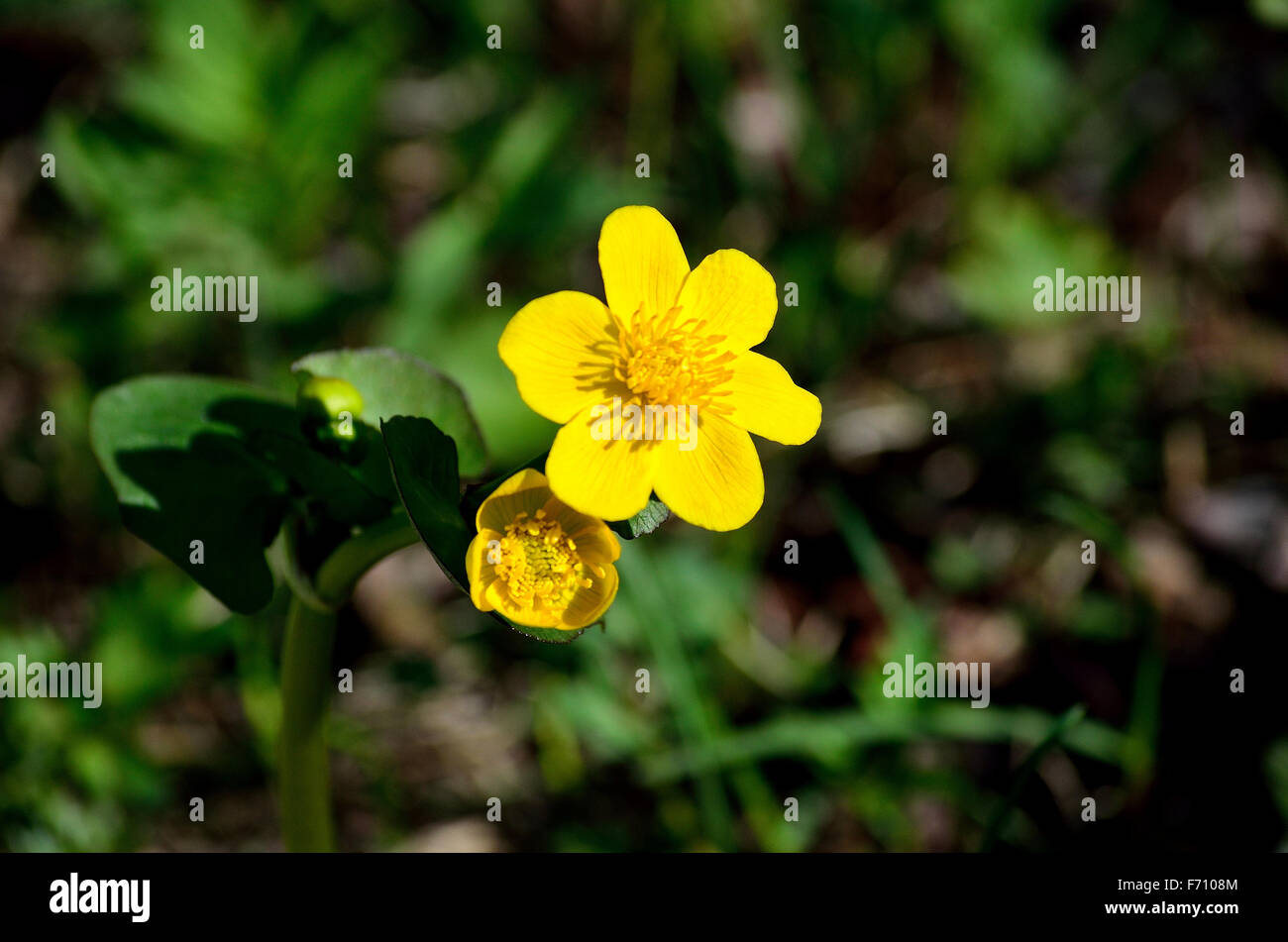 beautiful yellow buttercup flowers in summer Stock Photo - Alamy