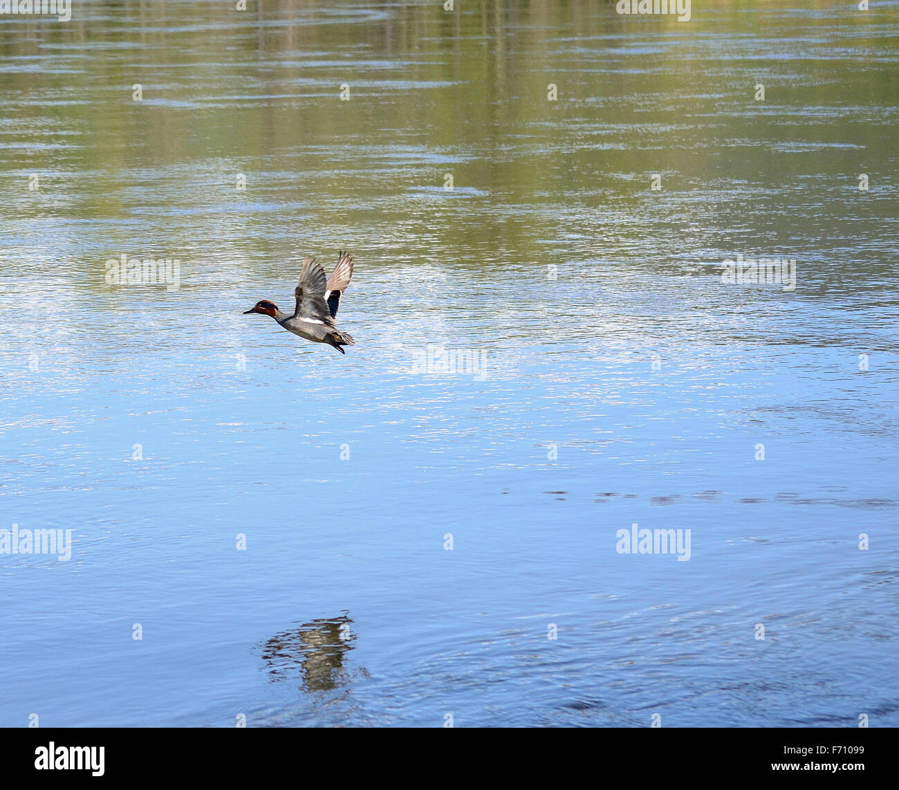 beautiful colourful duck flying low over river water surface in summer ...