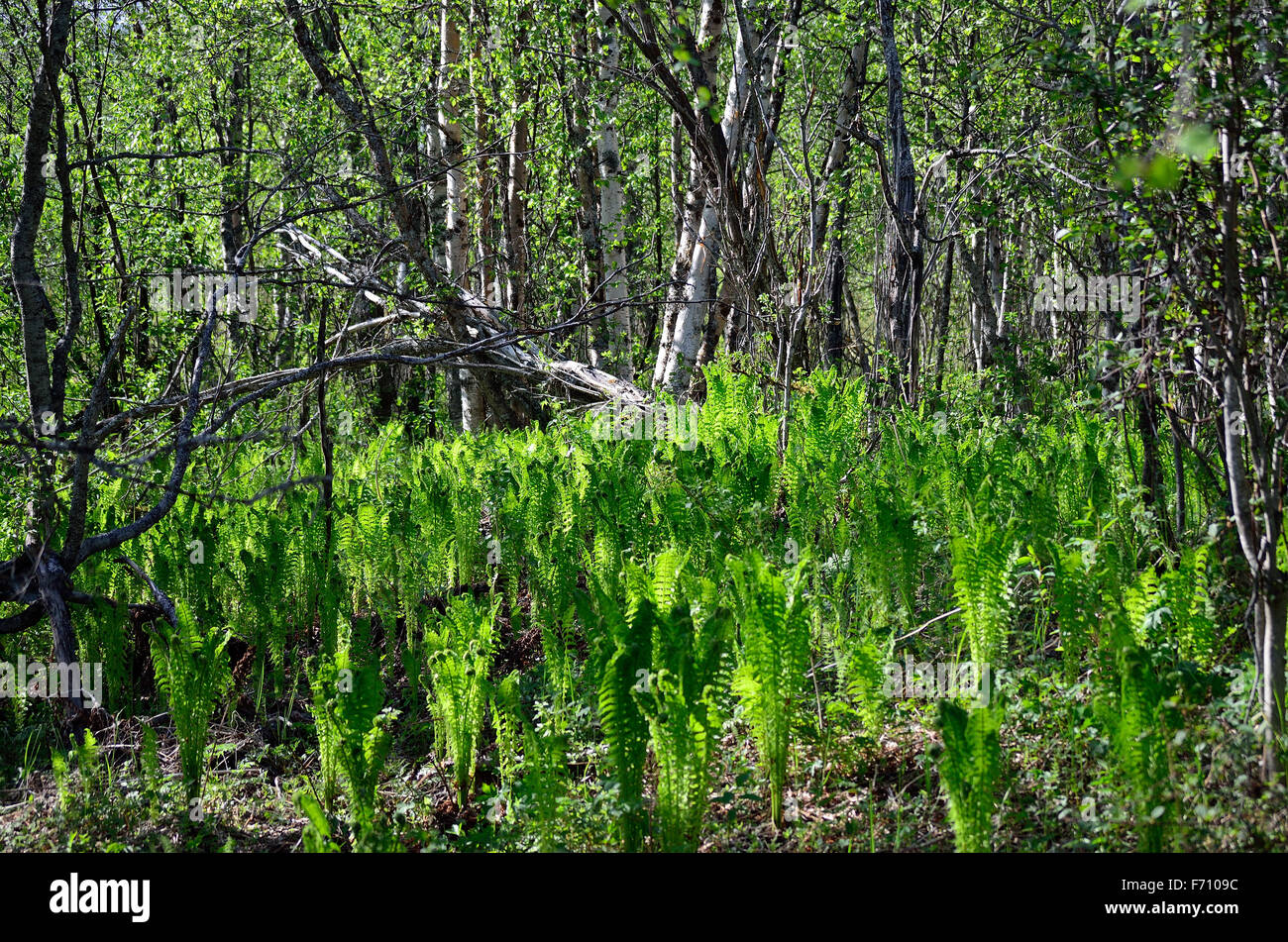 green arctic fern plant Stock Photo - Alamy