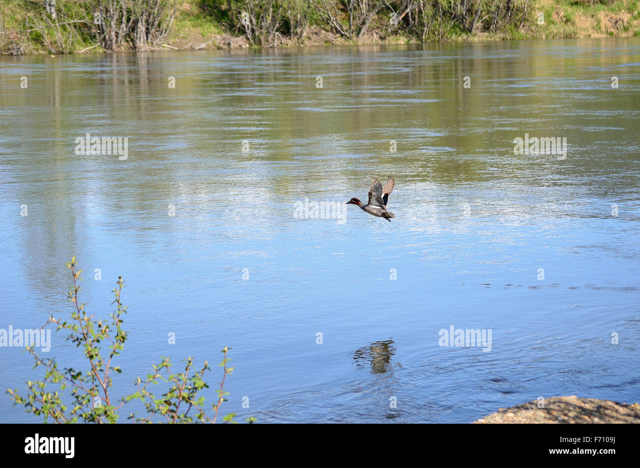 beautiful colourful duck flying low over river water surface in summer ...