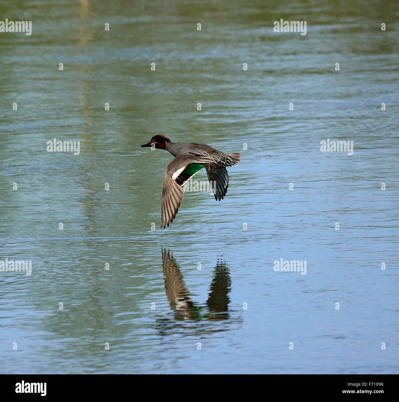 beautiful colourful duck flying low over river water surface in summer ...