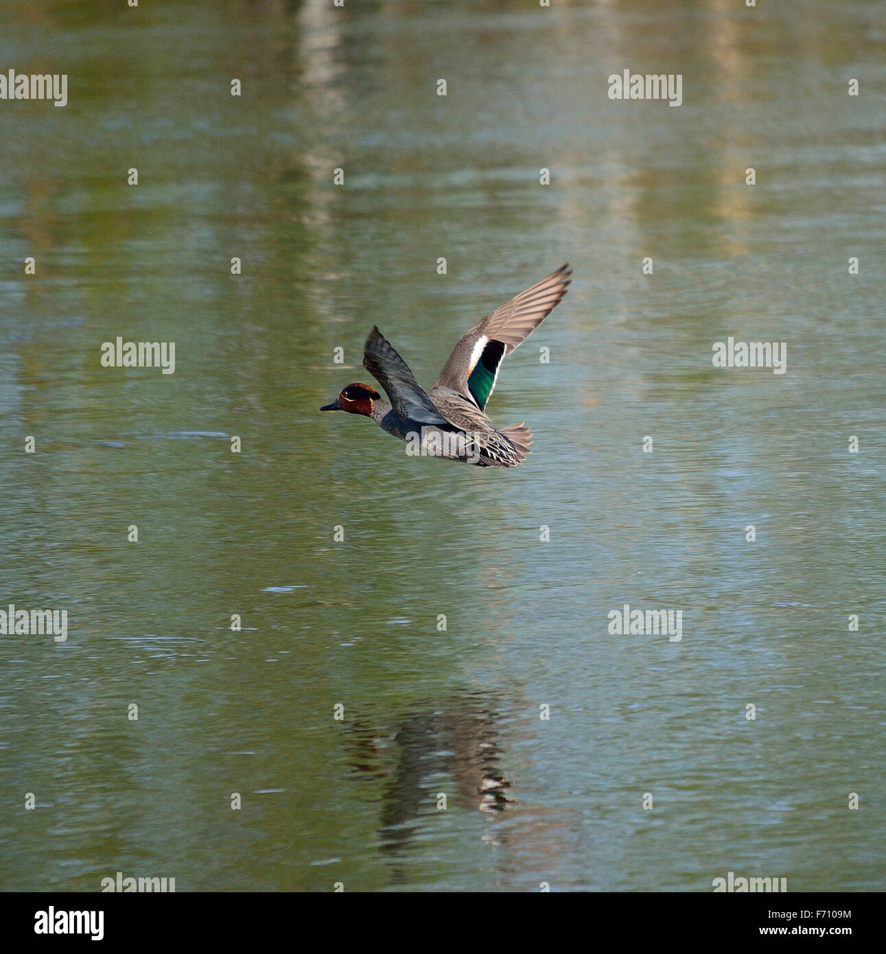 beautiful colourful duck flying low over river water surface in summer ...