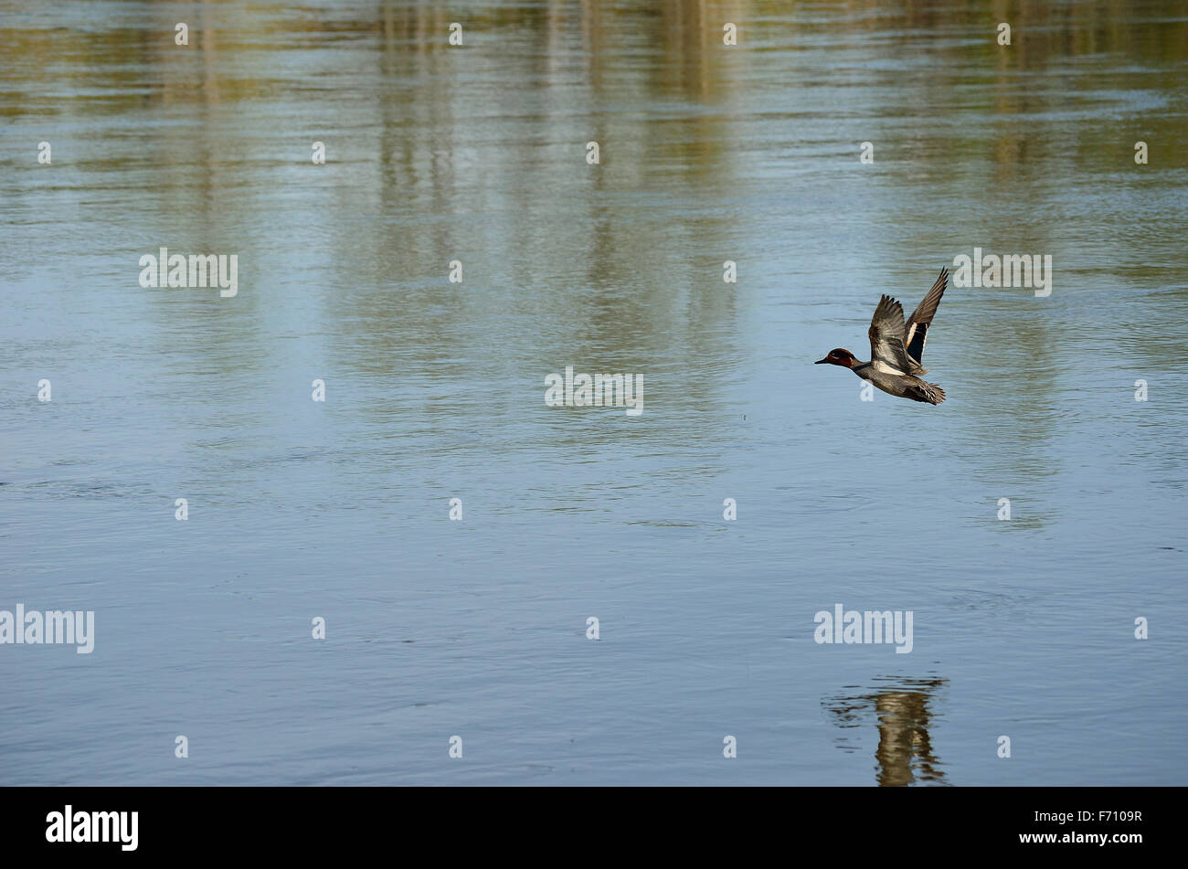 Sum wing hi-res stock photography and images - Alamy