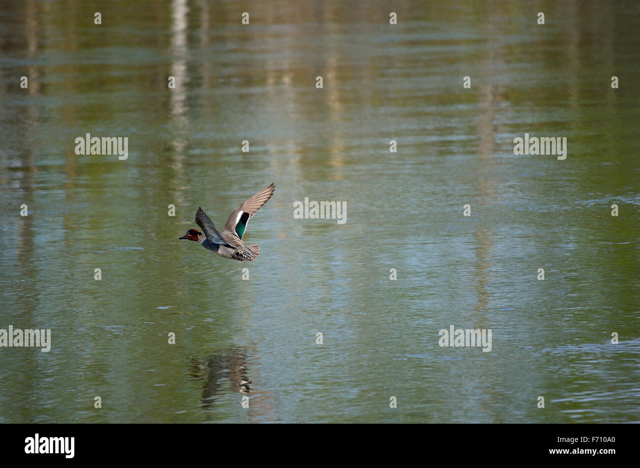 beautiful colourful duck flying low over river water surface in summer ...