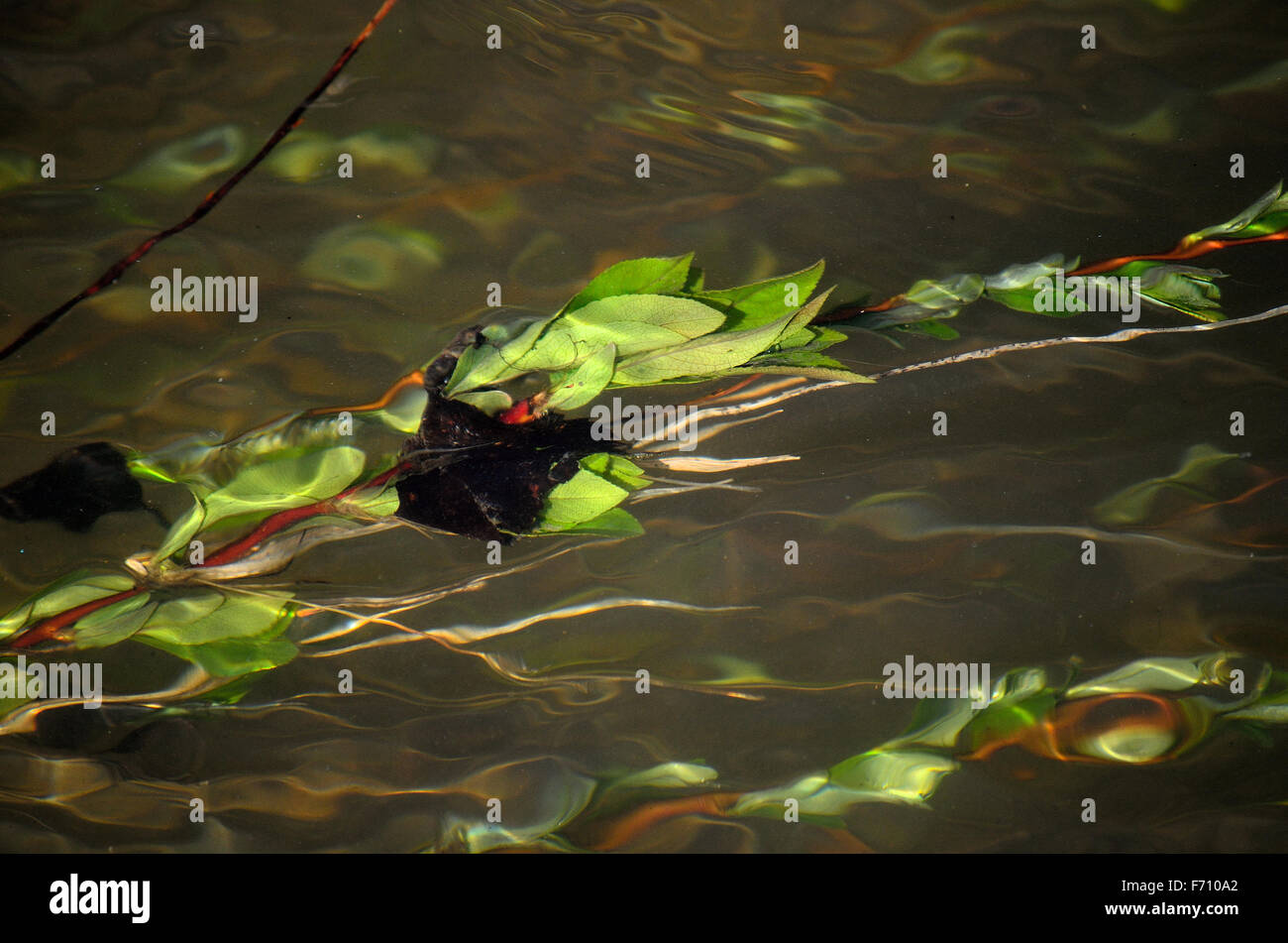 submerged plant in river Stock Photo - Alamy