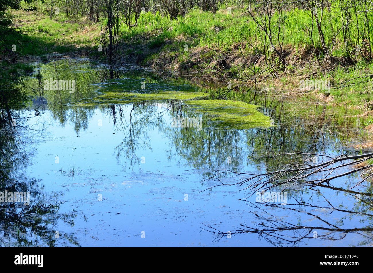 Moss water puddle pond hi-res stock photography and images - Alamy
