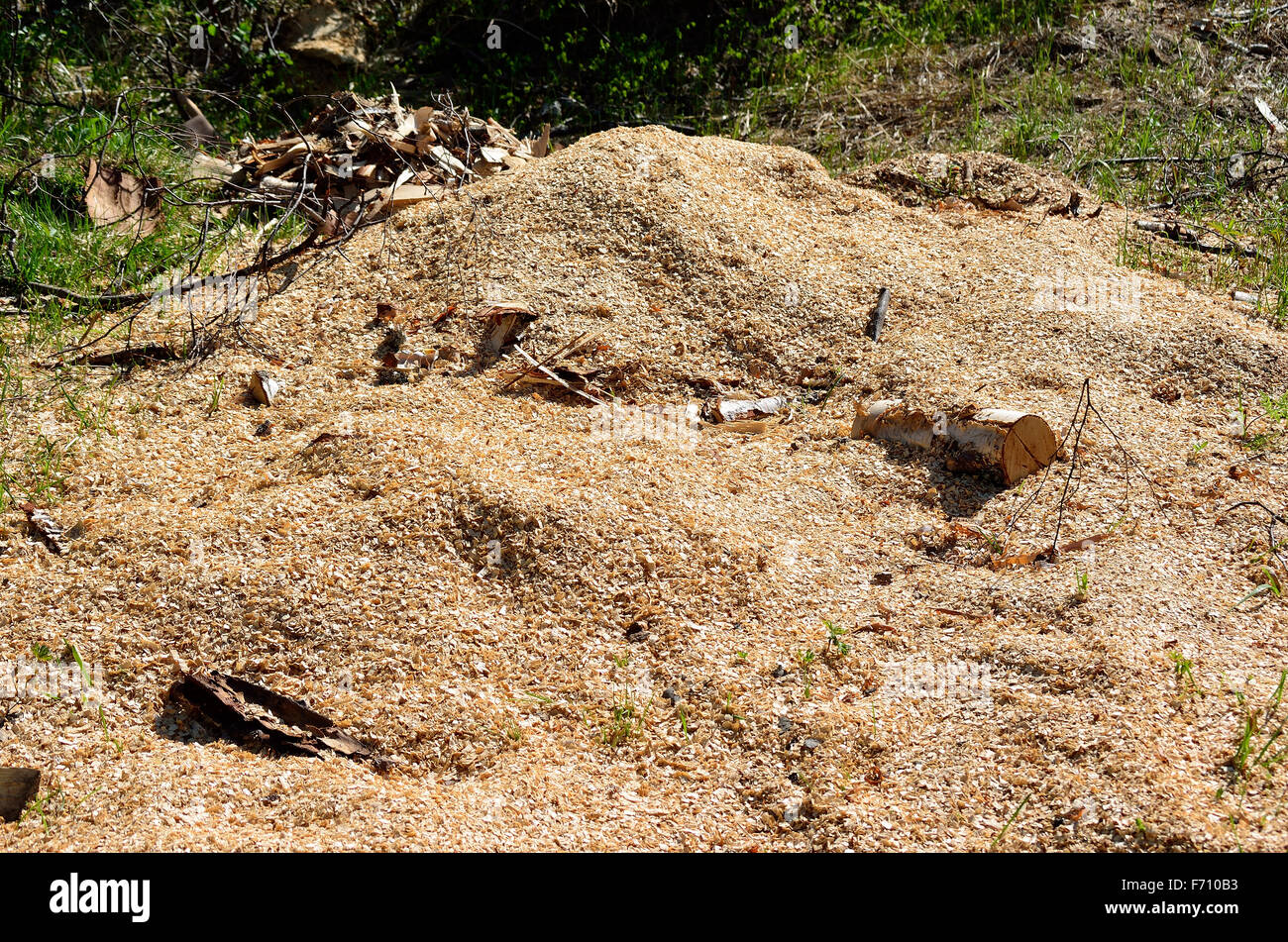 saw dust pile in forest Stock Photo - Alamy