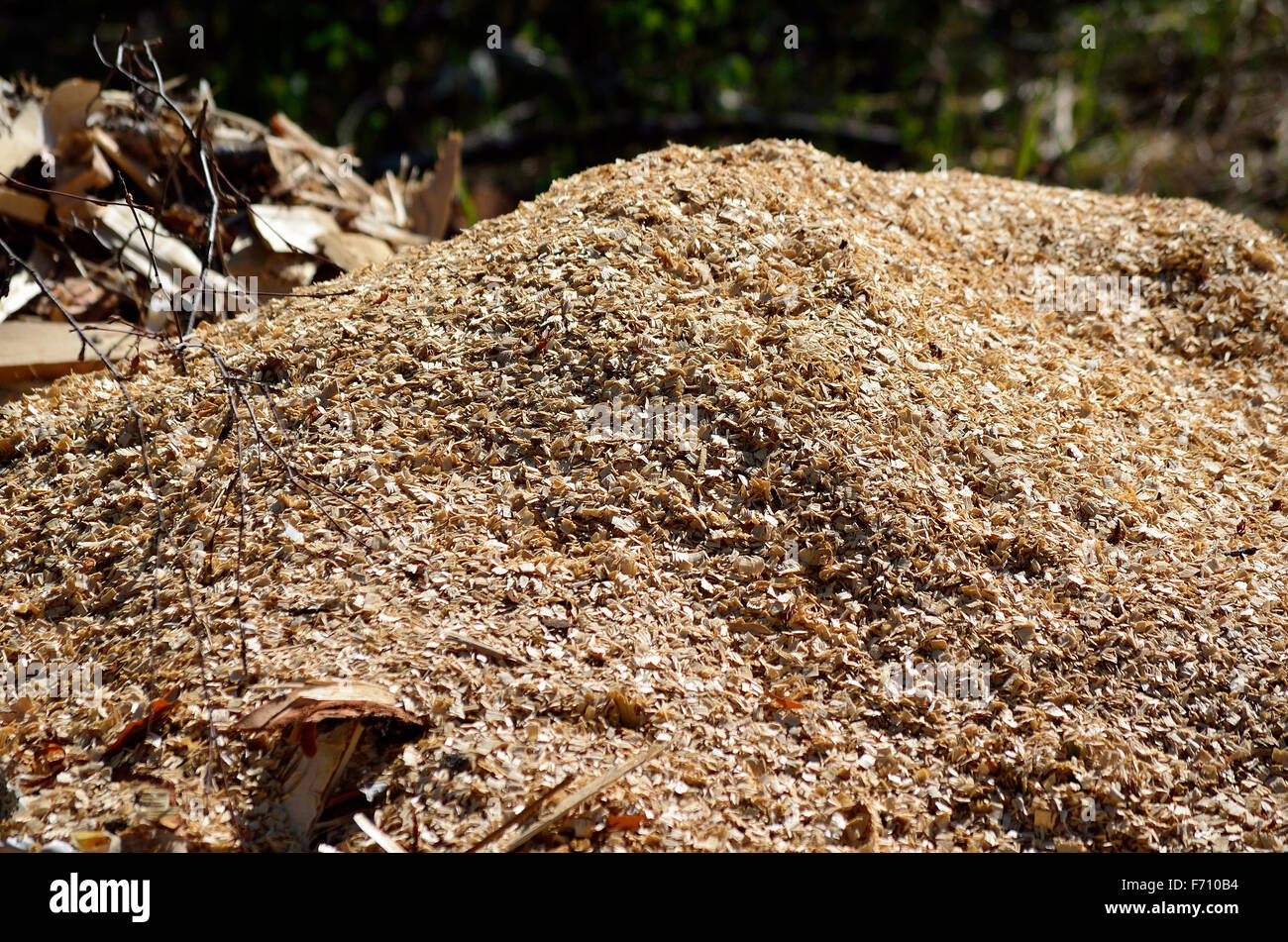 saw dust pile in forest Stock Photo - Alamy
