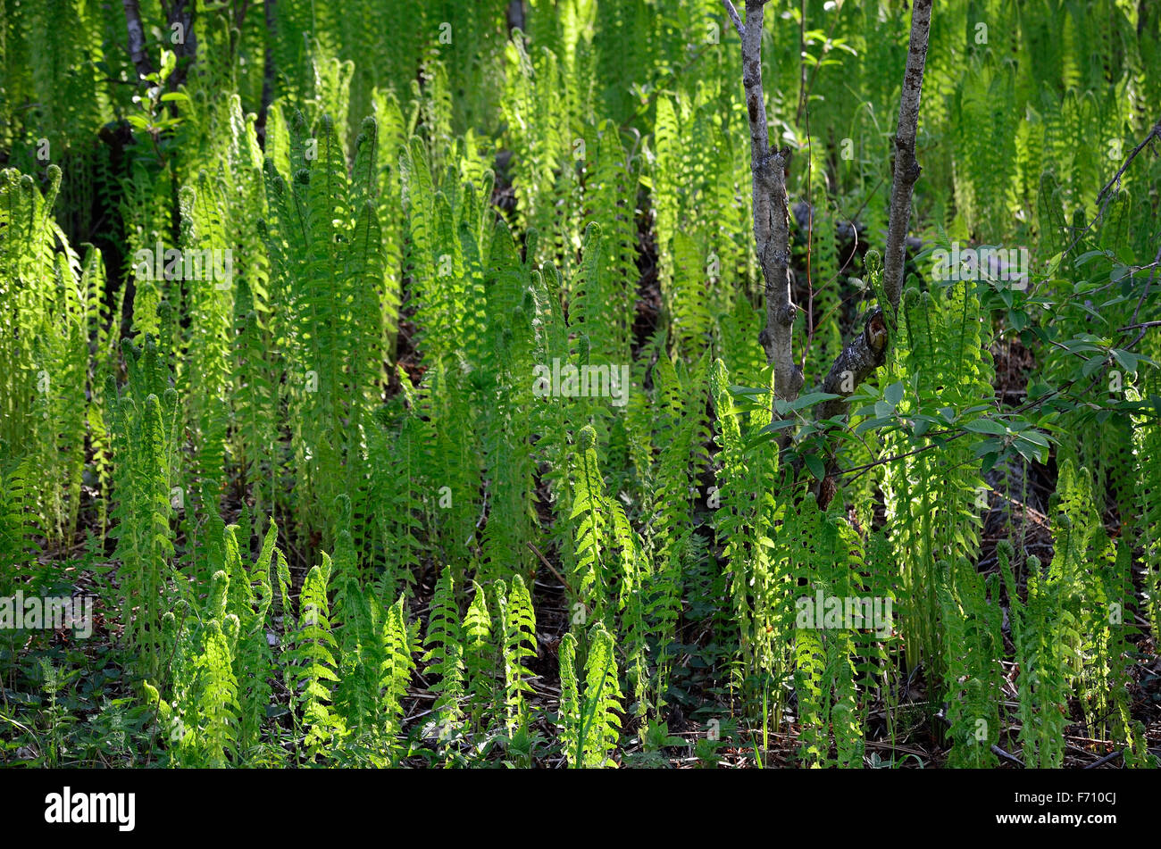 green arctic fern plant in summer sunshine Stock Photo - Alamy