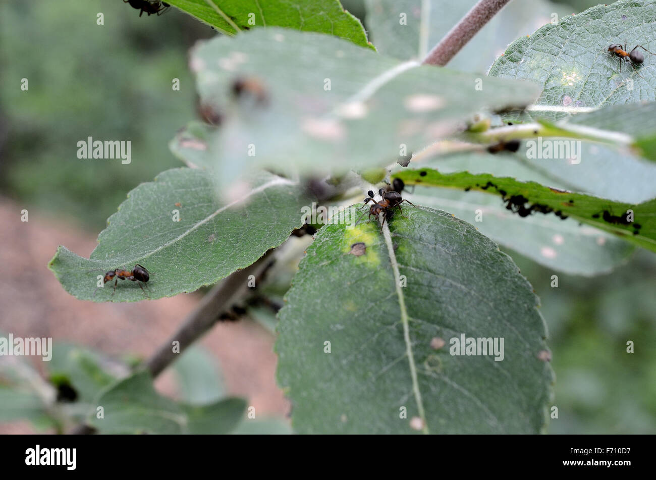 ants on green leaf macro Stock Photo - Alamy