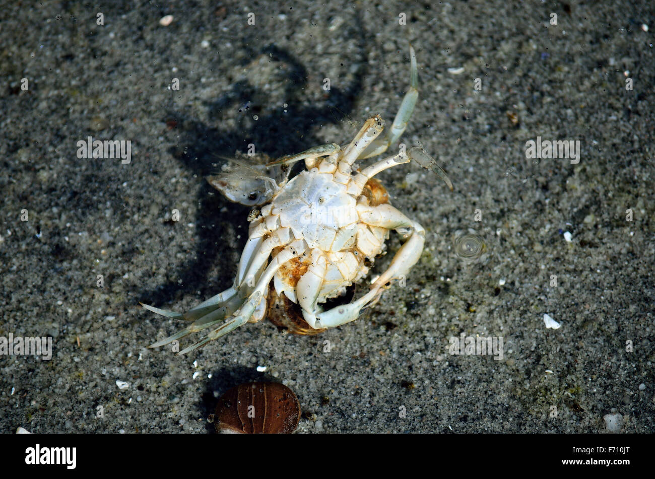 Empty Hermit Crab Shells