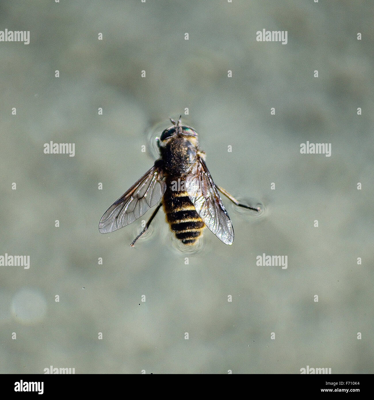 gadfly floating on water surface close up Stock Photo - Alamy