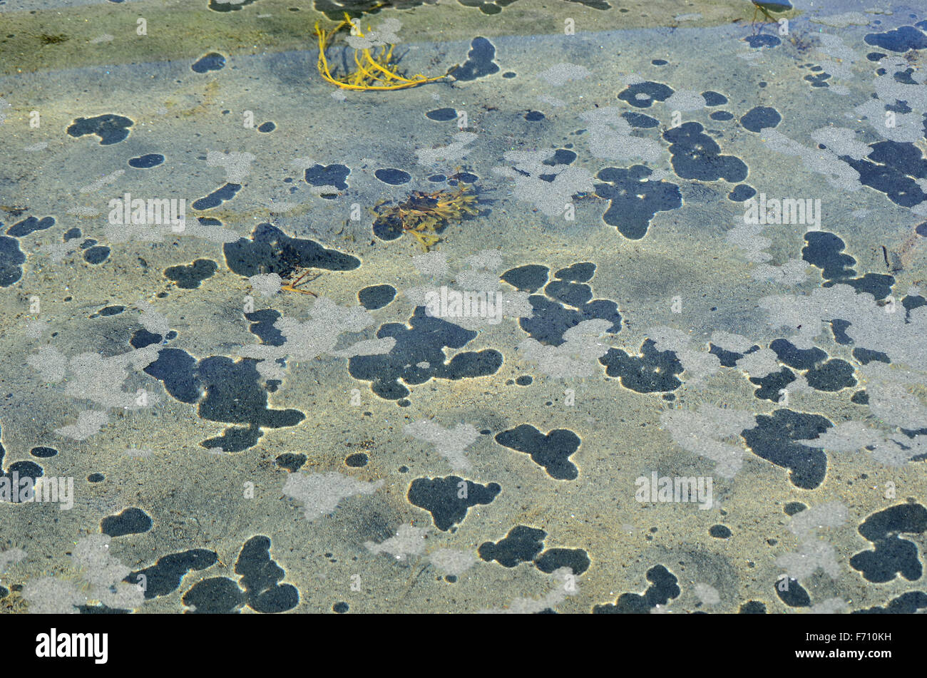 floating sand on fjord surface as high tide is coming in Stock Photo ...