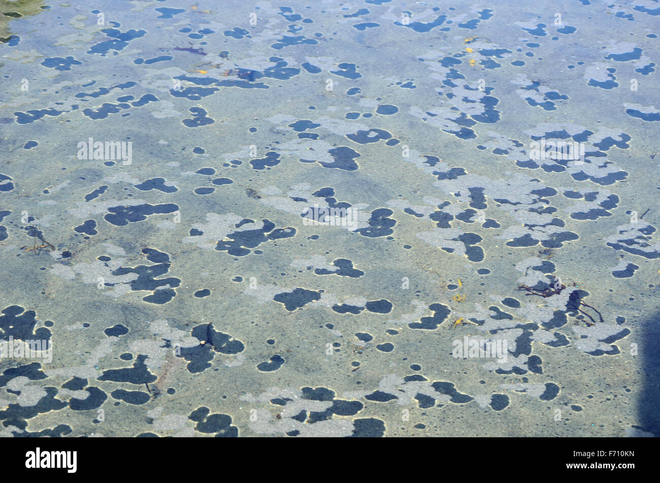 floating sand on fjord surface as high tide is coming in Stock Photo ...