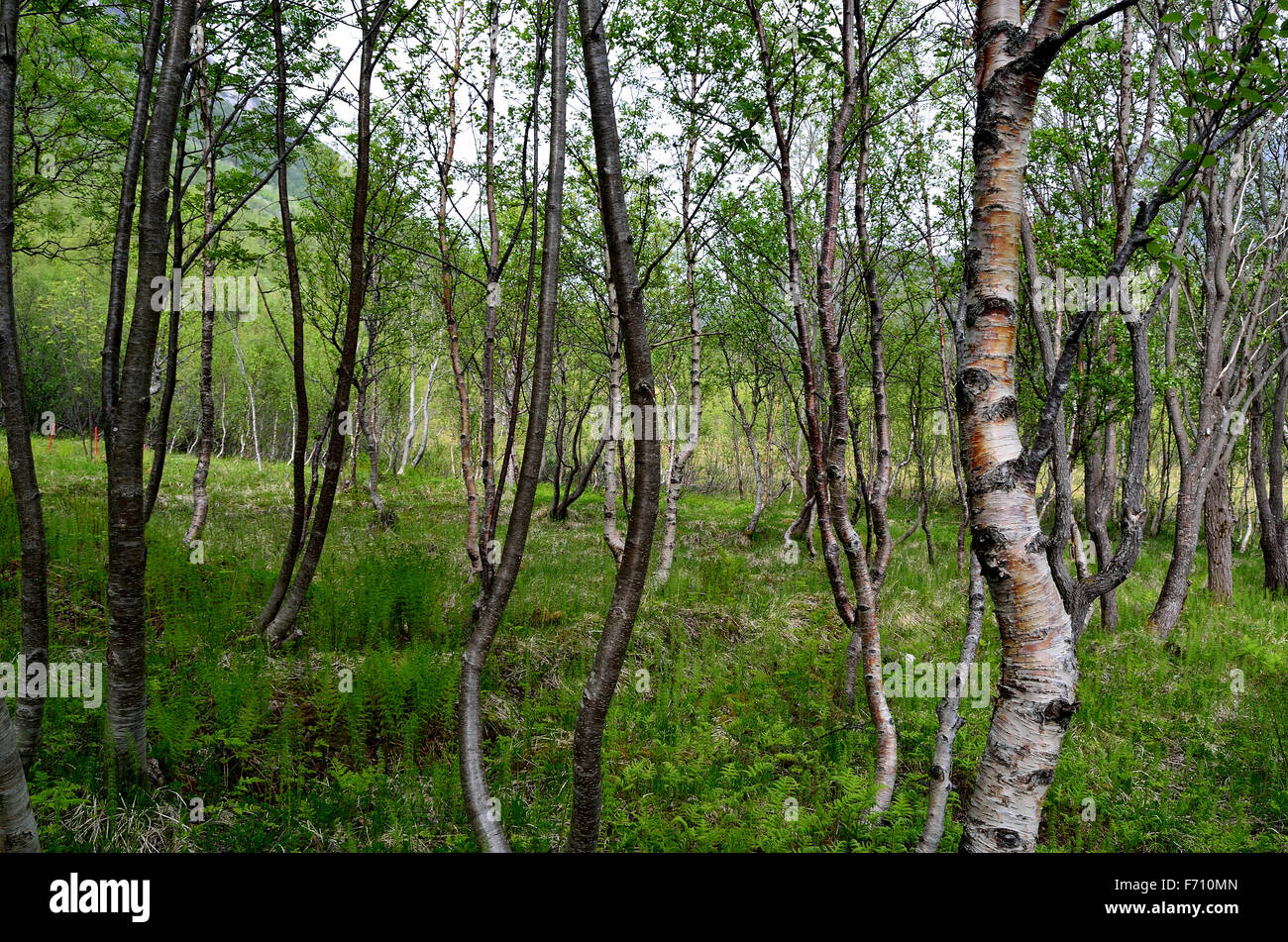 thin forest tree Stock Photo - Alamy