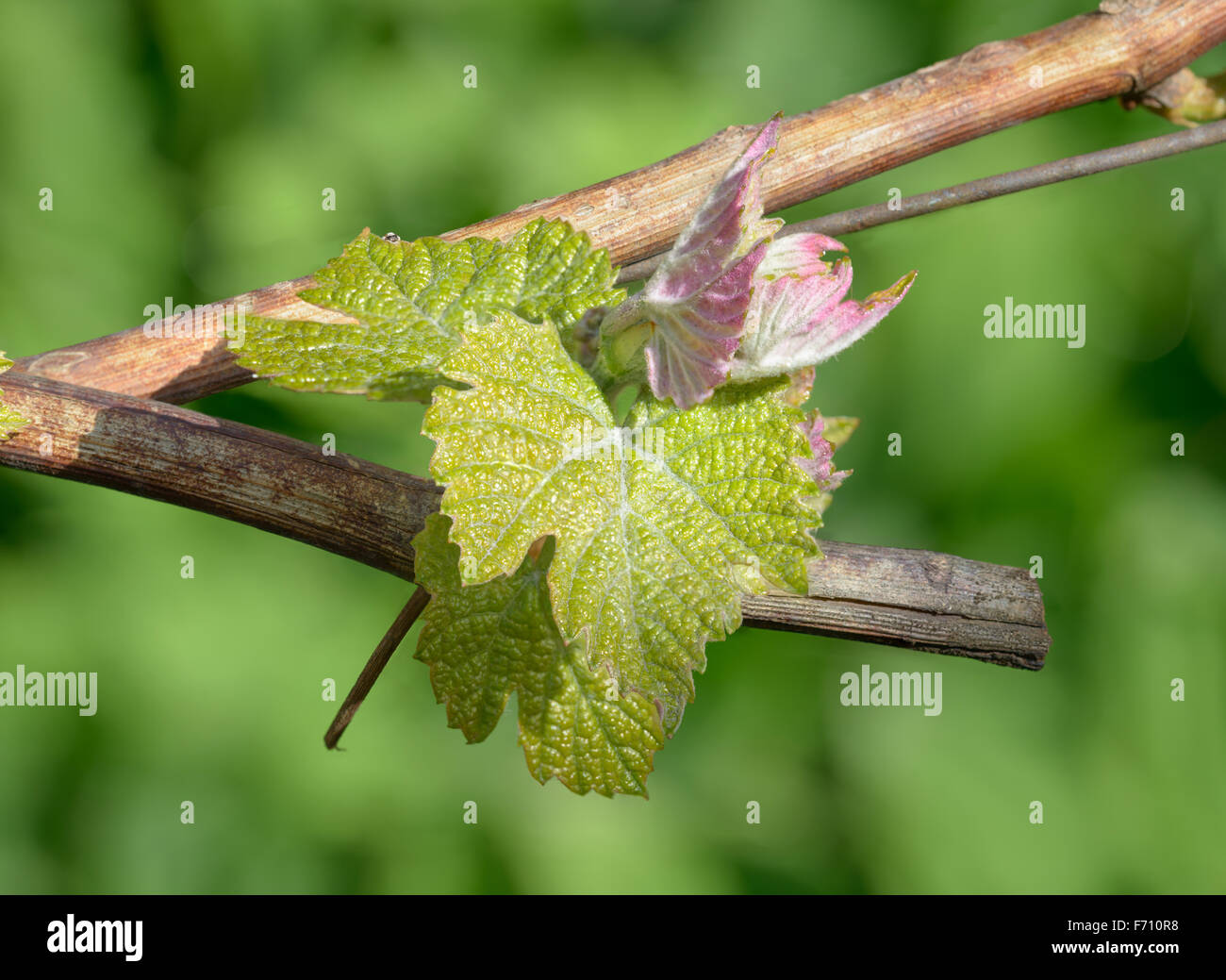 Grape Leaves