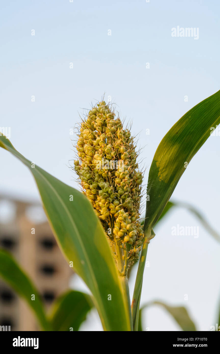 Pearl millet, pune, maharashtra, india, asia Stock Photo - Alamy
