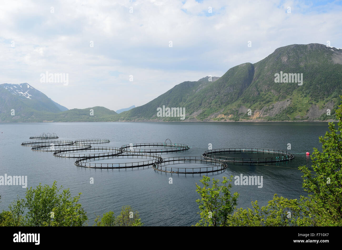 aqua culture fish farm in blue fjord on senja Stock Photo - Alamy