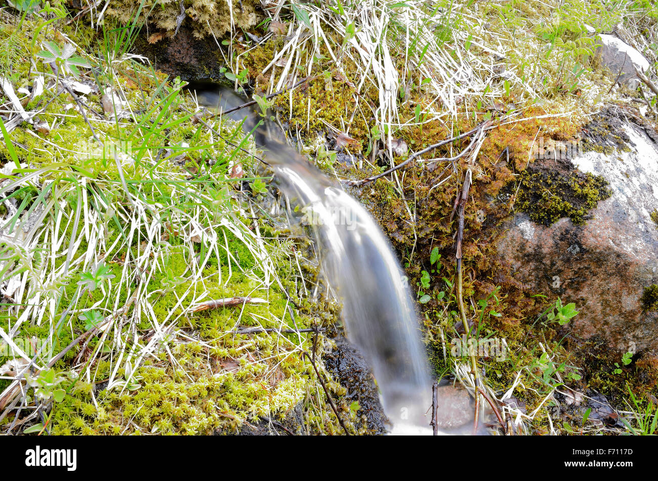 small clean fresh water stream emerging from mossy nature ground Stock ...