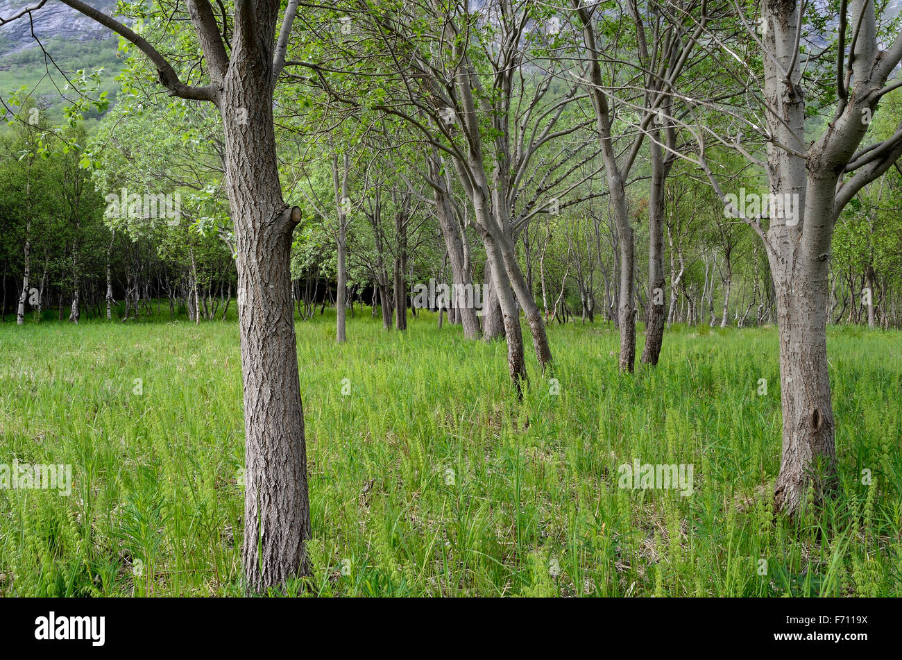 tree row on field with mountain background Stock Photo - Alamy