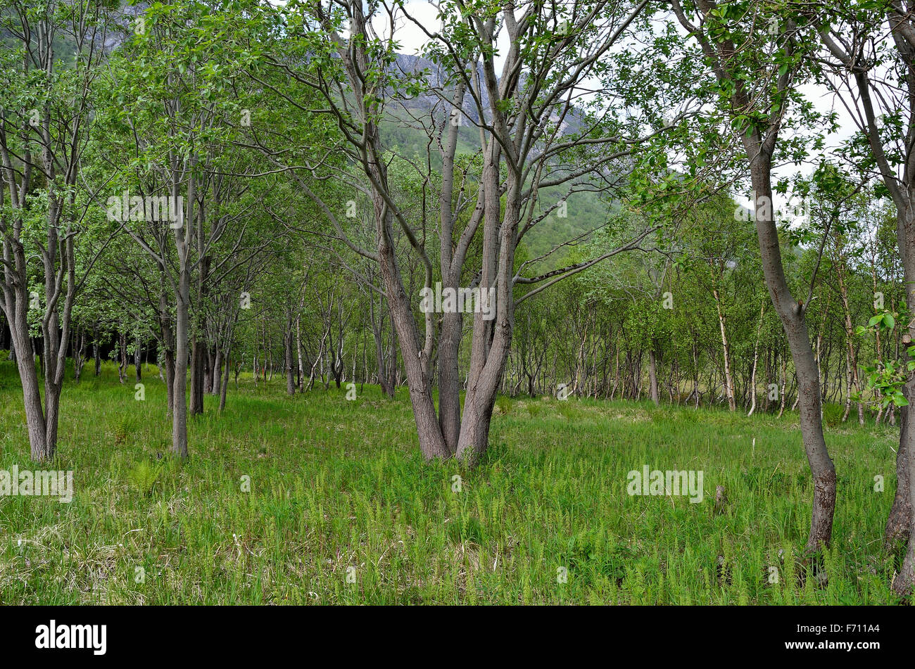 tree row on field with mountain background Stock Photo - Alamy