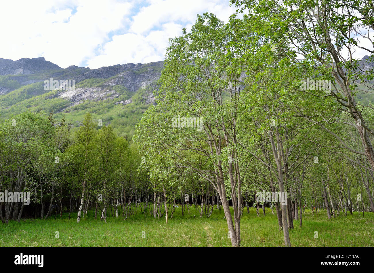 tree row on field with mountain background Stock Photo - Alamy