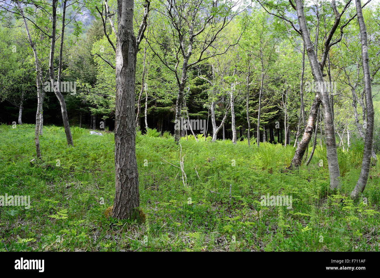 lush green summer field with trees and hick forest background Stock ...