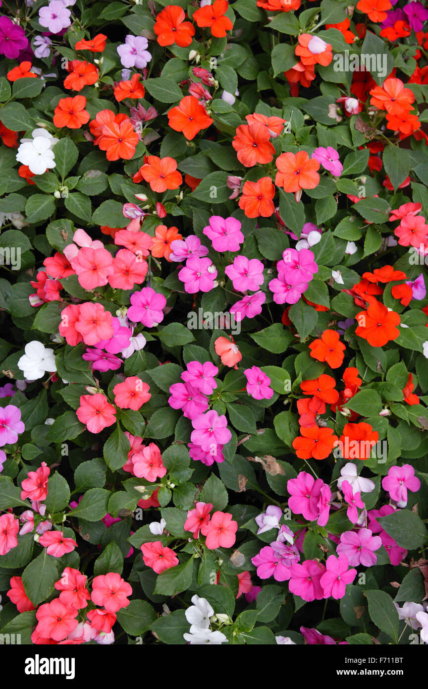 Pink busy lizzy hi-res stock photography and images - Alamy