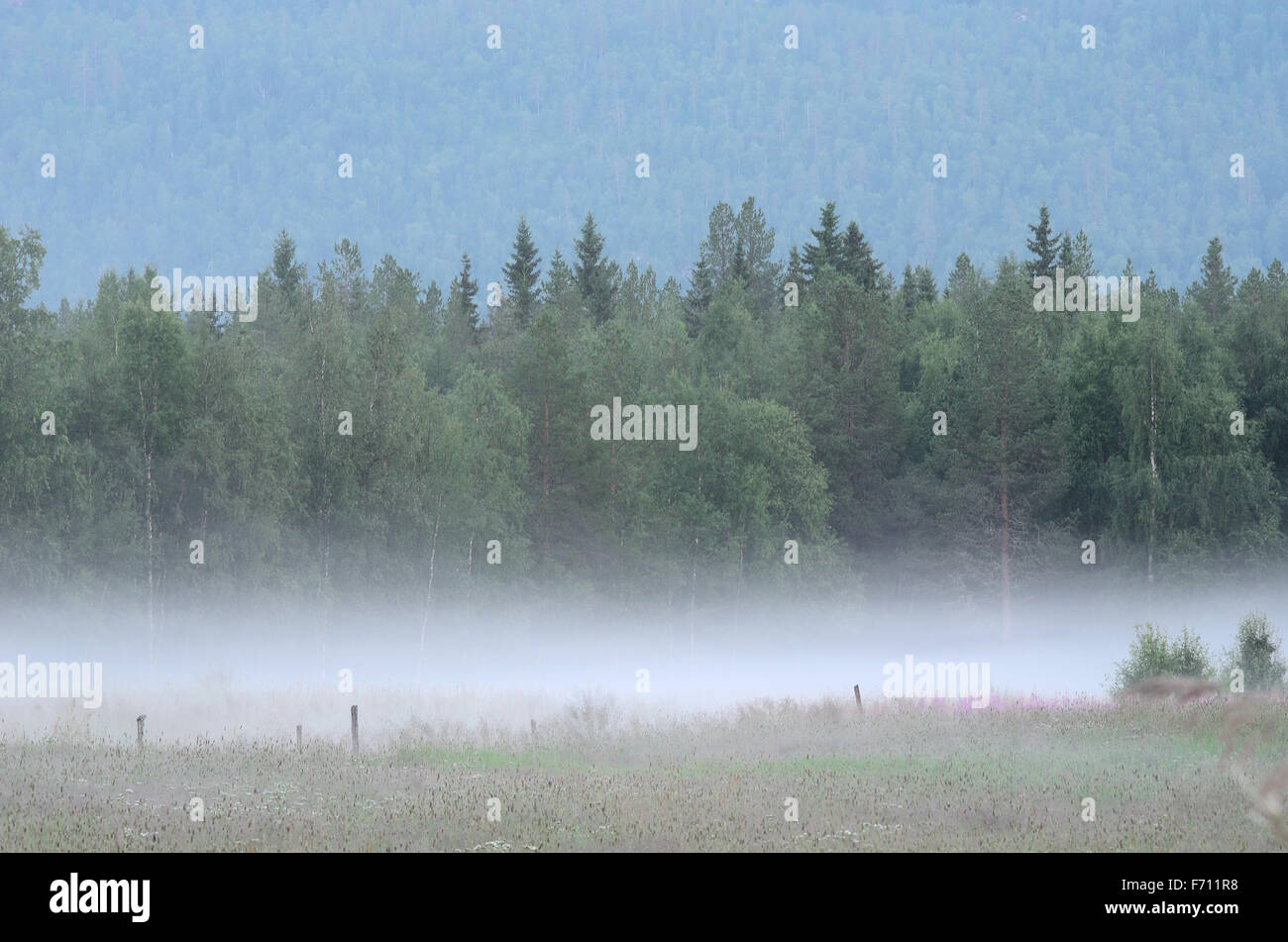 thick summer fog at night over field and trees Stock Photo - Alamy