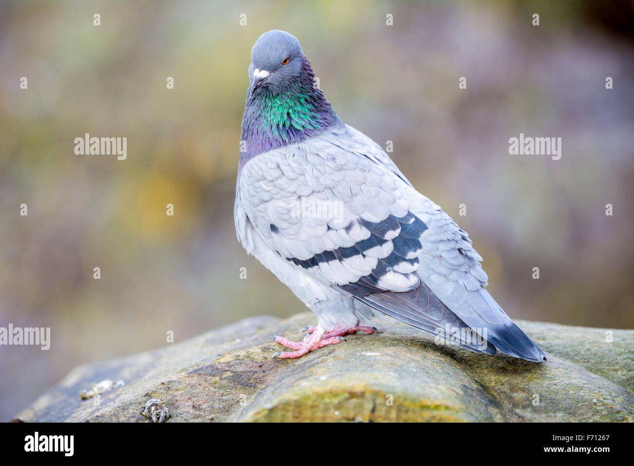 A pigeon in Bamberg Stock Photo - Alamy