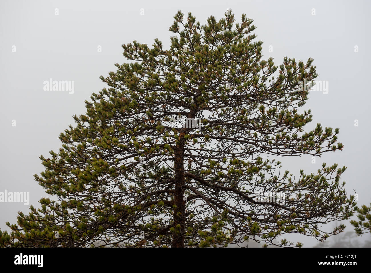 Pine tree in autumn. Latvia, Northern Europe Stock Photo - Alamy