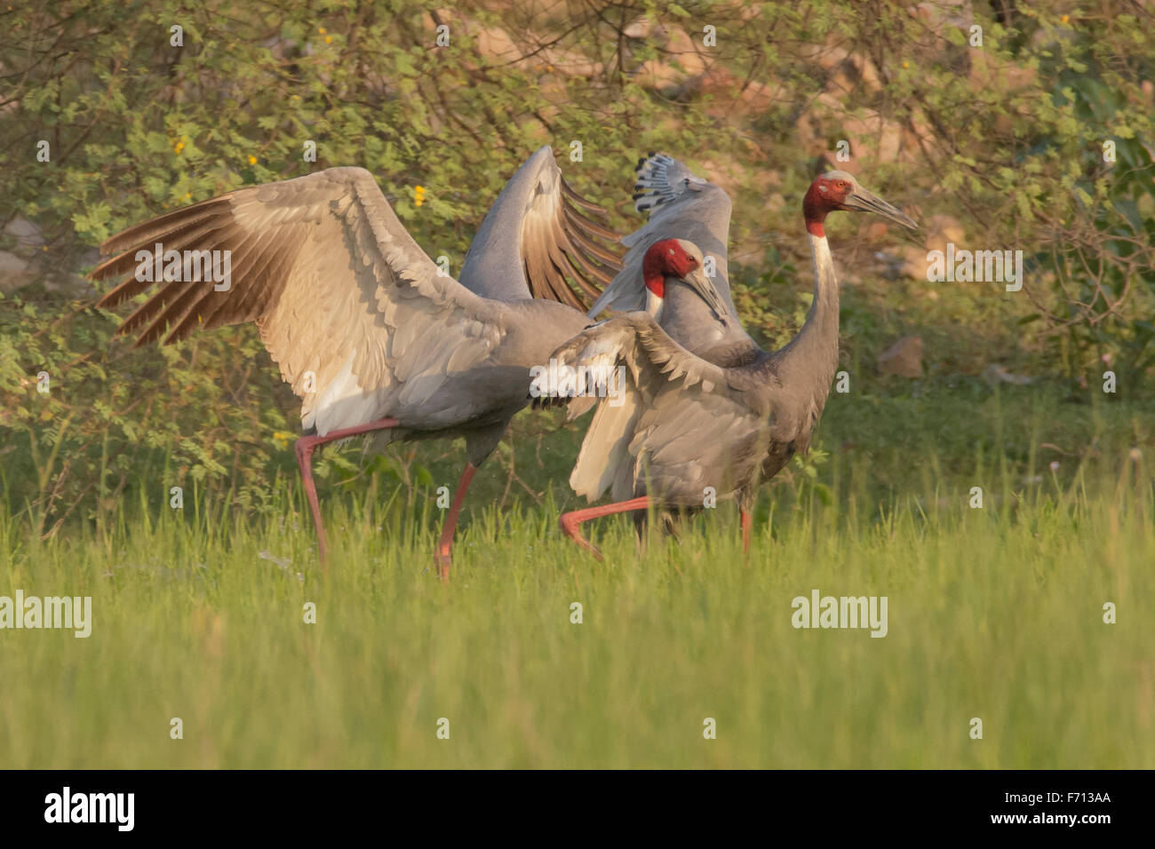 Sarus Cranes (Grus antigone) fighting at Thol bird sanctuary, Gujarat ...