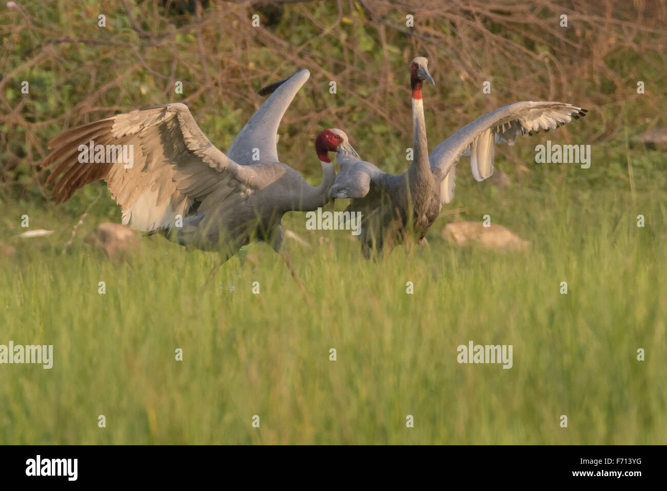 Sarus Cranes (Grus antigone) fighting at Thol bird sanctuary, Gujarat ...