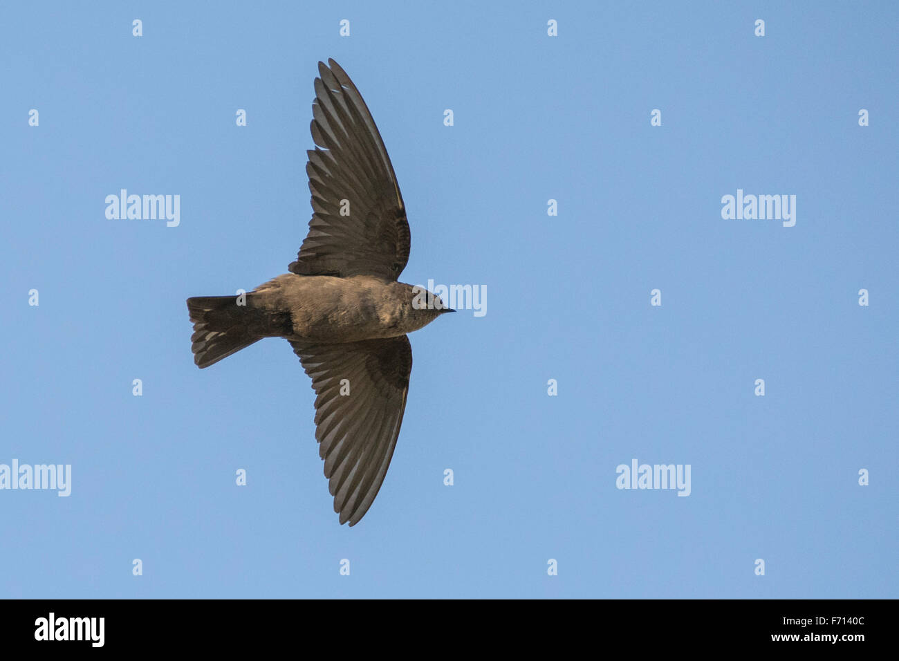 Dusky Crag-Martin - Ptyonoprogne concolor Stock Photo - Alamy