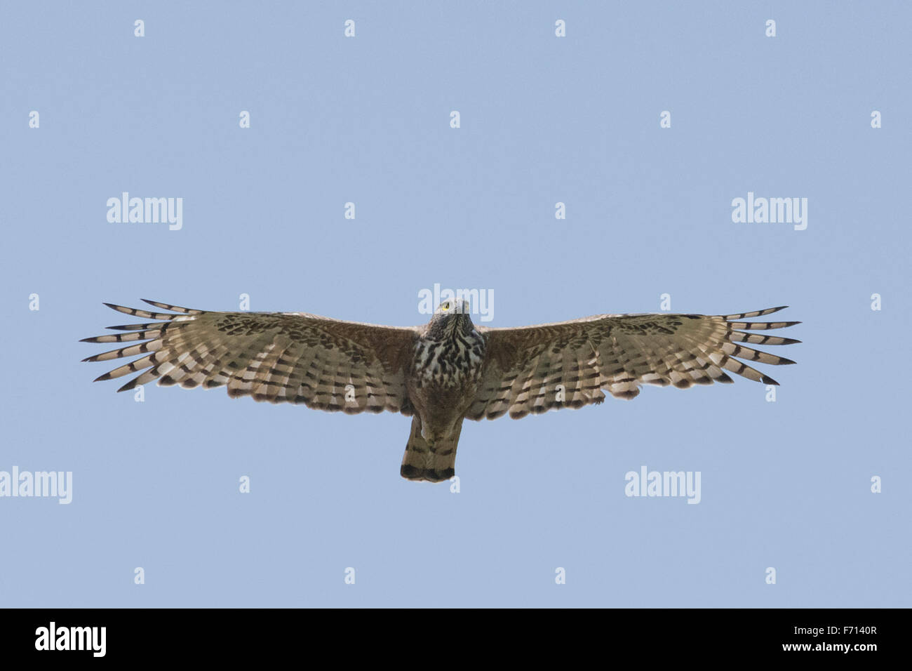 Changeable Hawk-Eagle (Crested) - Nisaetus cirrhatus Stock Photo - Alamy