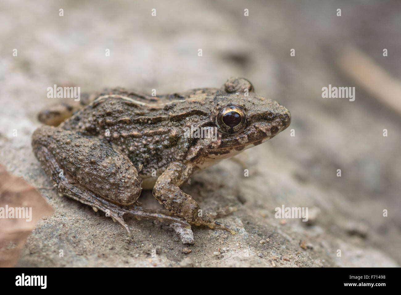 Indian amphibians hi-res stock photography and images - Alamy